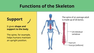 the skeletal system; understanding the framework for the human body.pptx