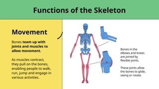 the skeletal system; understanding the framework for the human body.pptx