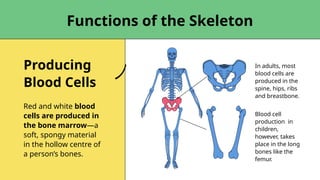 the skeletal system; understanding the framework for the human body.pptx