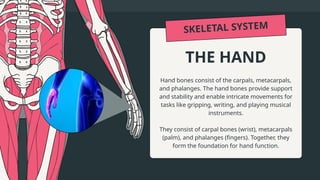 the skeletal system; understanding the framework for the human body.pptx