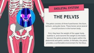 the skeletal system; understanding the framework for the human body.pptx