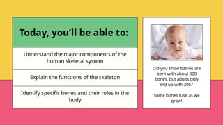 the skeletal system; understanding the framework for the human body.pptx
