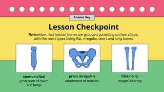 the skeletal system; understanding the framework for the human body.pptx