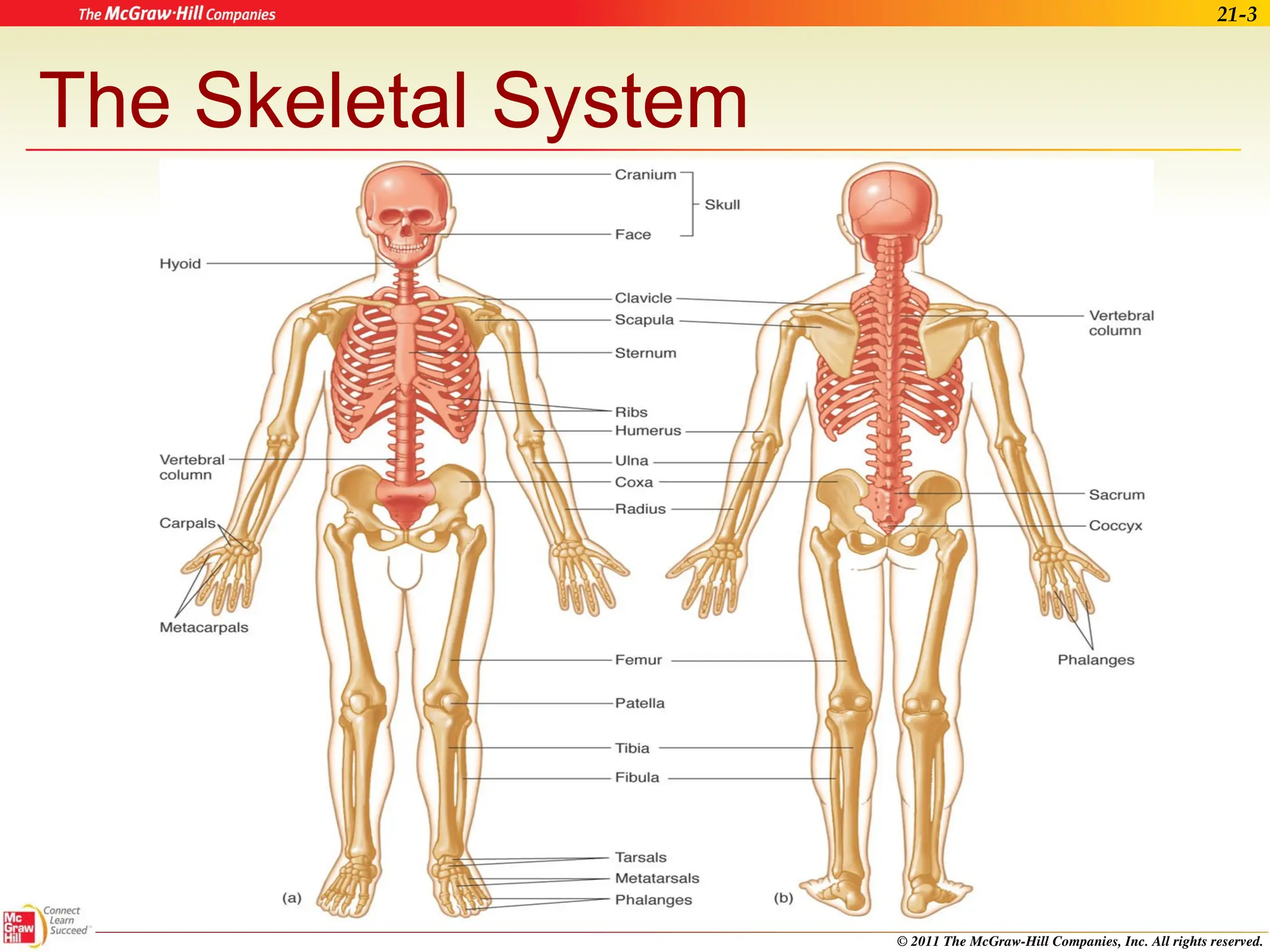Skeletal System.ppt Skeletal System in Our Body | PPT