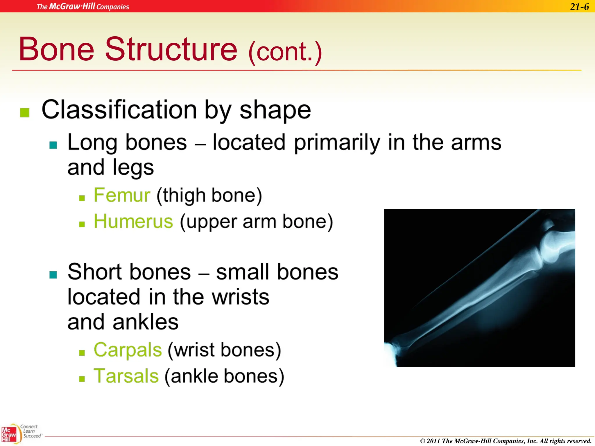 Skeletal System.ppt Skeletal System in Our Body | PPT