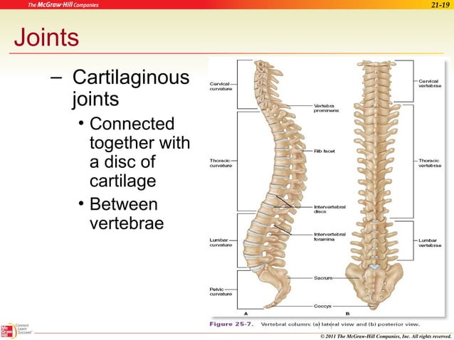 Skeletal System.ppt Skeletal System in Our Body | PPT