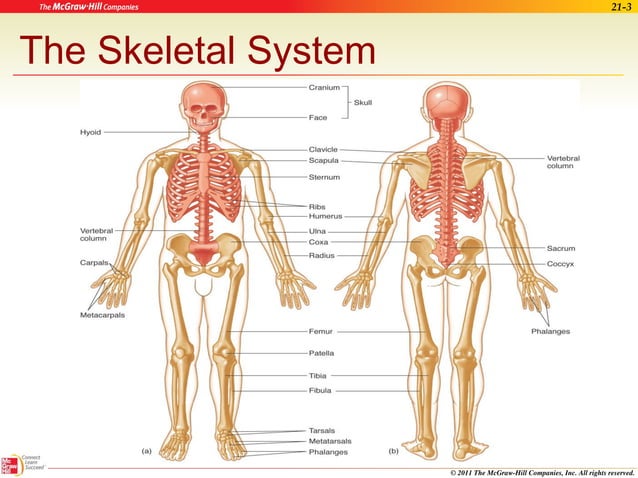 Skeletal System.ppt Skeletal System in Our Body | PPT