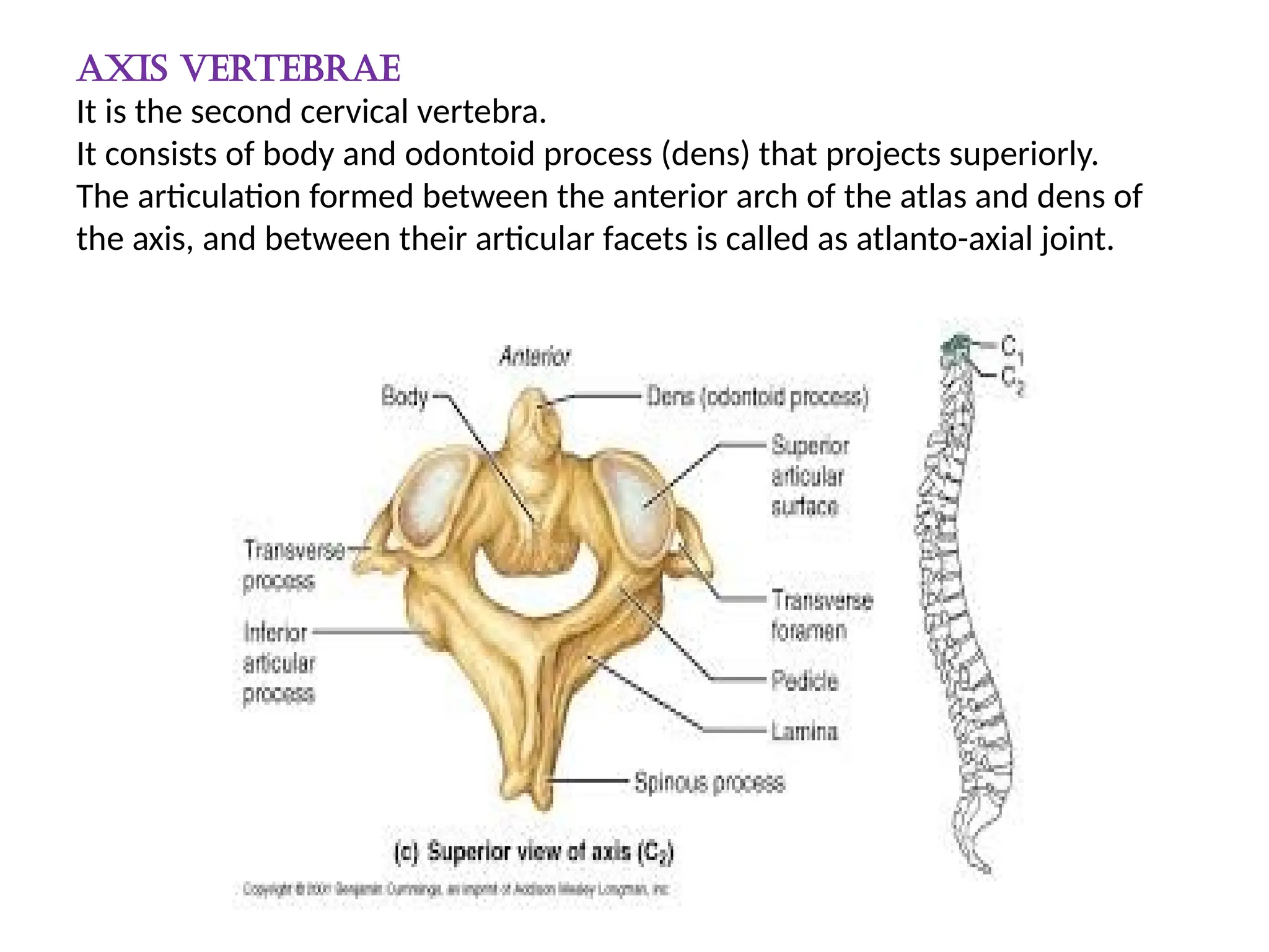 B Pharm First Year , Human Anatomy and Physiology UNIT-II Skeletal ...