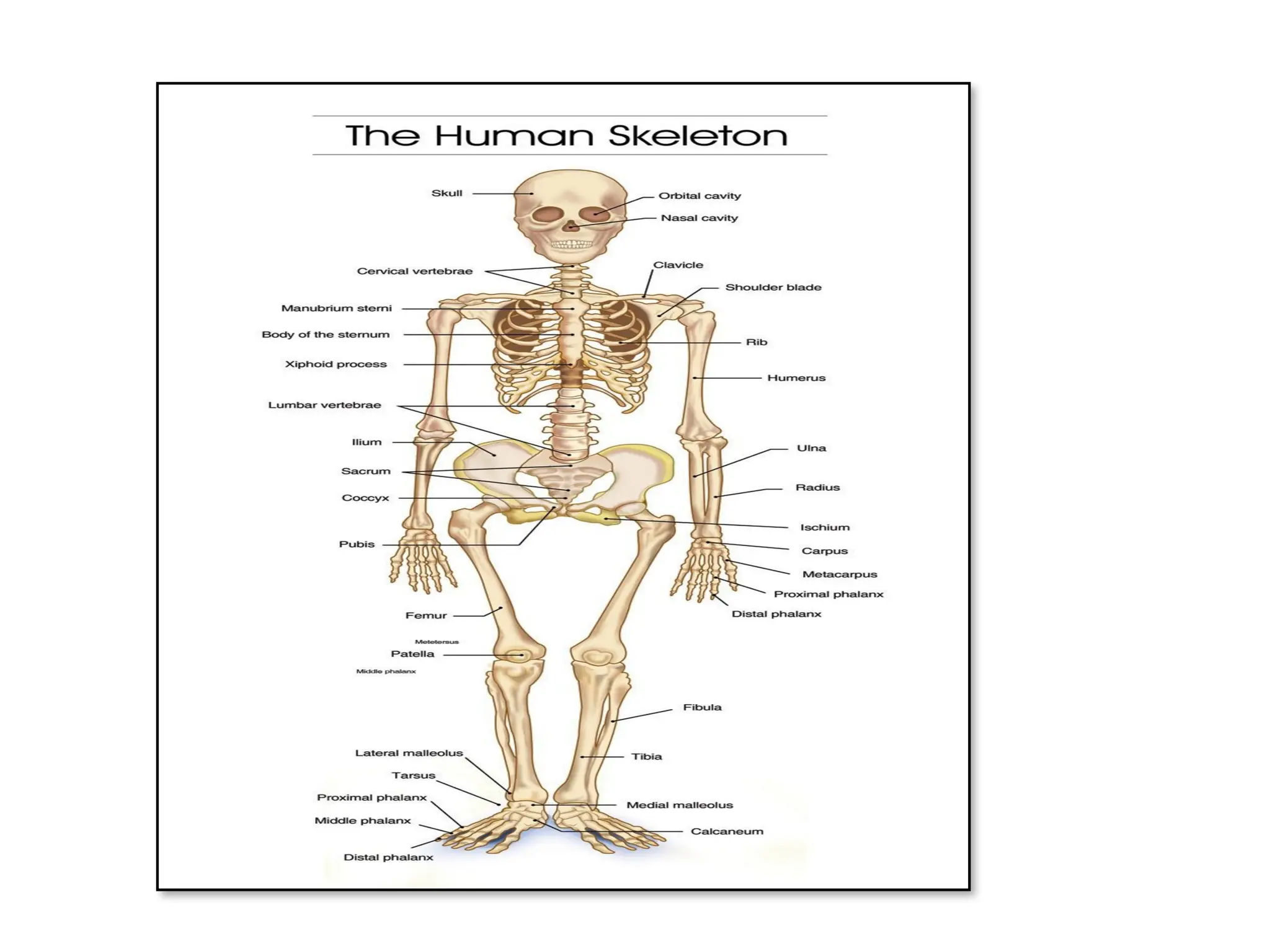 B Pharm First Year , Human Anatomy and Physiology UNIT-II Skeletal ...