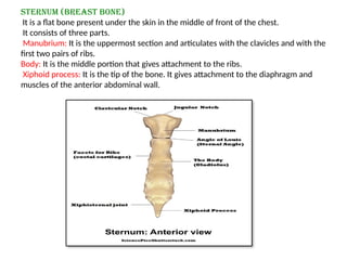 B Pharm First Year , Human Anatomy and Physiology UNIT-II Skeletal ...