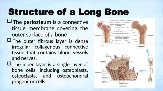 A Lecture On Skeletal System Components Structures And Functions