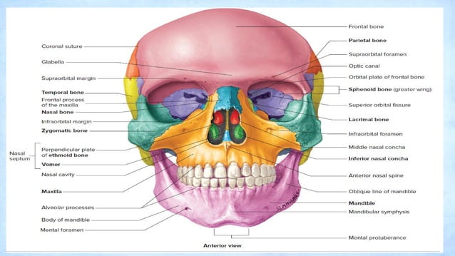 A Lecture On Skeletal System Components Structures And Functions