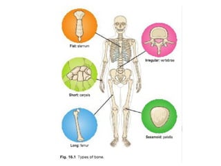 Presentation on Skeletal System nursing ppt | PPTX