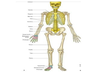 Presentation on Skeletal System nursing ppt | PPTX