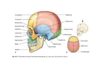 Presentation on Skeletal System nursing ppt | PPTX