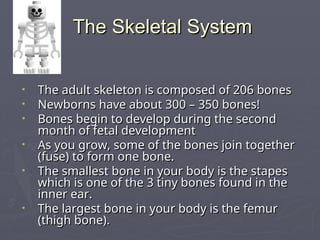 Skeletal System PowerPoint Presentation. | PPT
