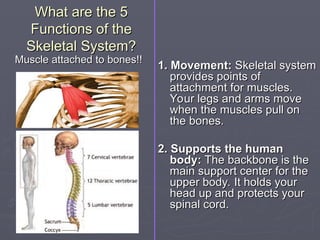 Skeletal System PowerPoint Presentation. | PPT