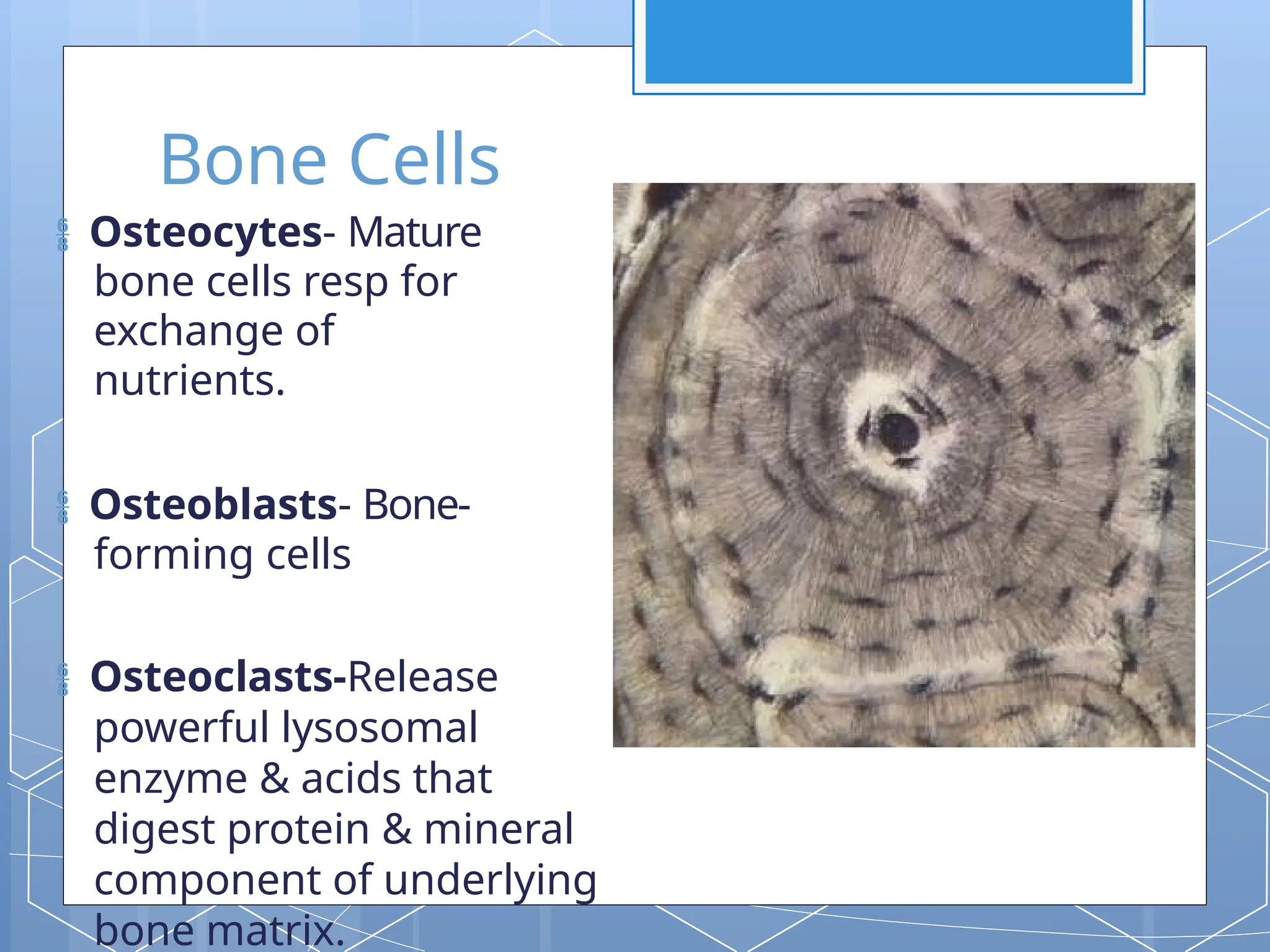 Skeletal system.pptx Part I B.Pharmacy HAP I | PPTX