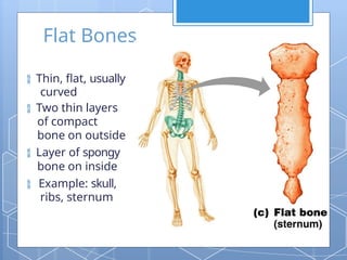 Skeletal system.pptx Part I B.Pharmacy HAP I | PPTX