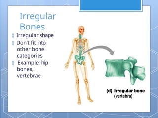 Skeletal system.pptx Part I B.Pharmacy HAP I | PPTX