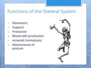 Skeletal system.pptx Part I B.Pharmacy HAP I | PPTX