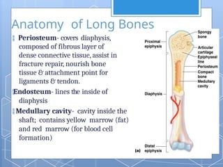 Skeletal system.pptx Part I B.Pharmacy HAP I | PPTX