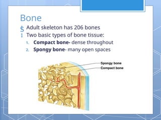 Skeletal system.pptx Part I B.Pharmacy HAP I | PPT