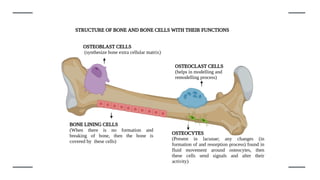 Skeletal System Power Point Anatomy Pptx