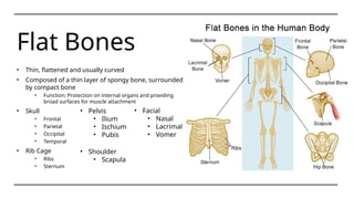 Skeletal System Power Point Anatomy.pptx