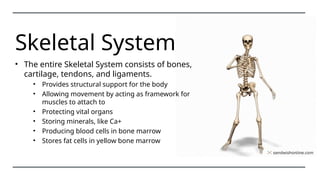 Skeletal System Power Point Anatomy.pptx