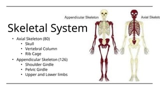 Skeletal System Power Point Anatomy.pptx
