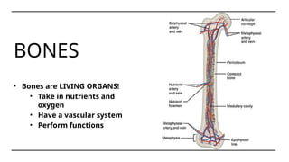 Skeletal System Power Point Anatomy.pptx