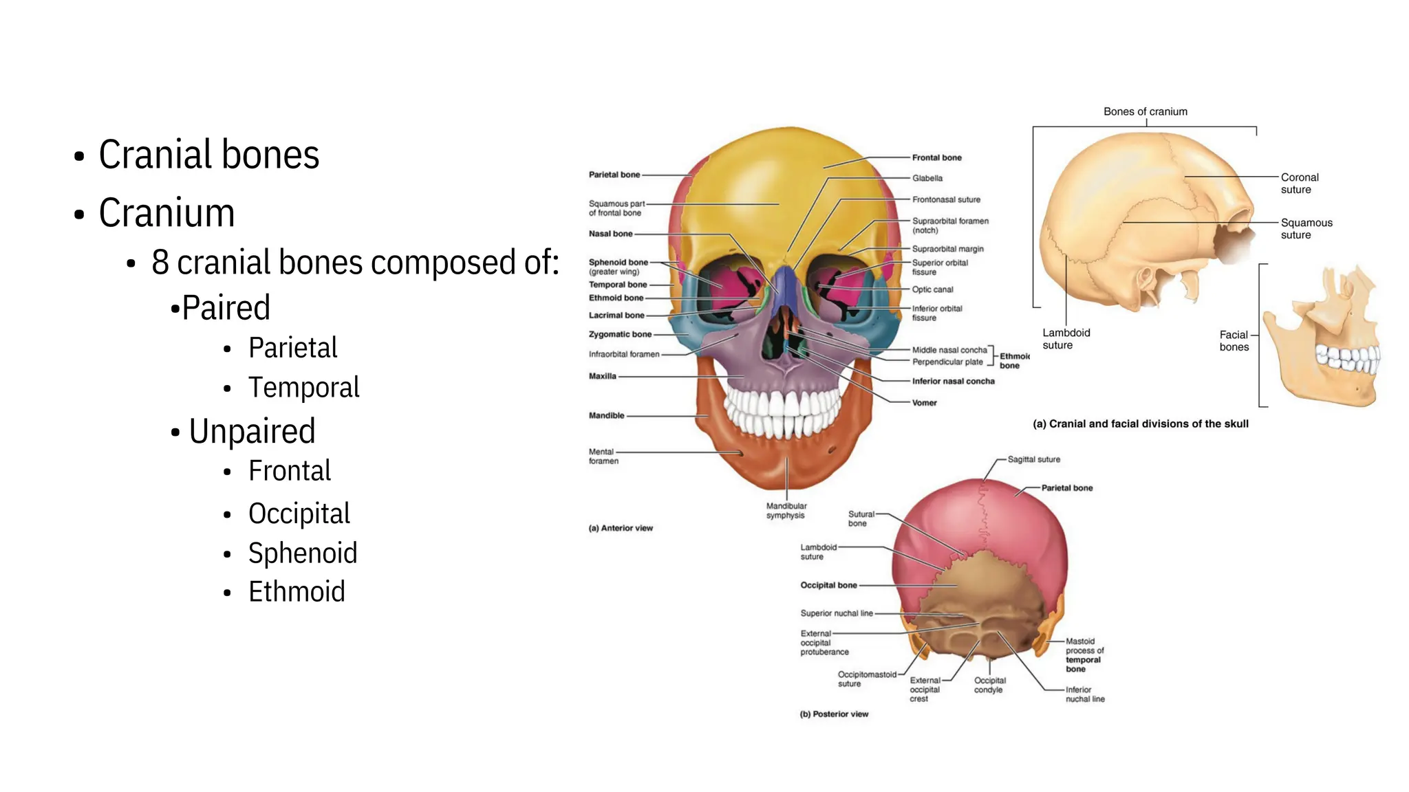 In depth presentation about the muscoskeletal system | PPT