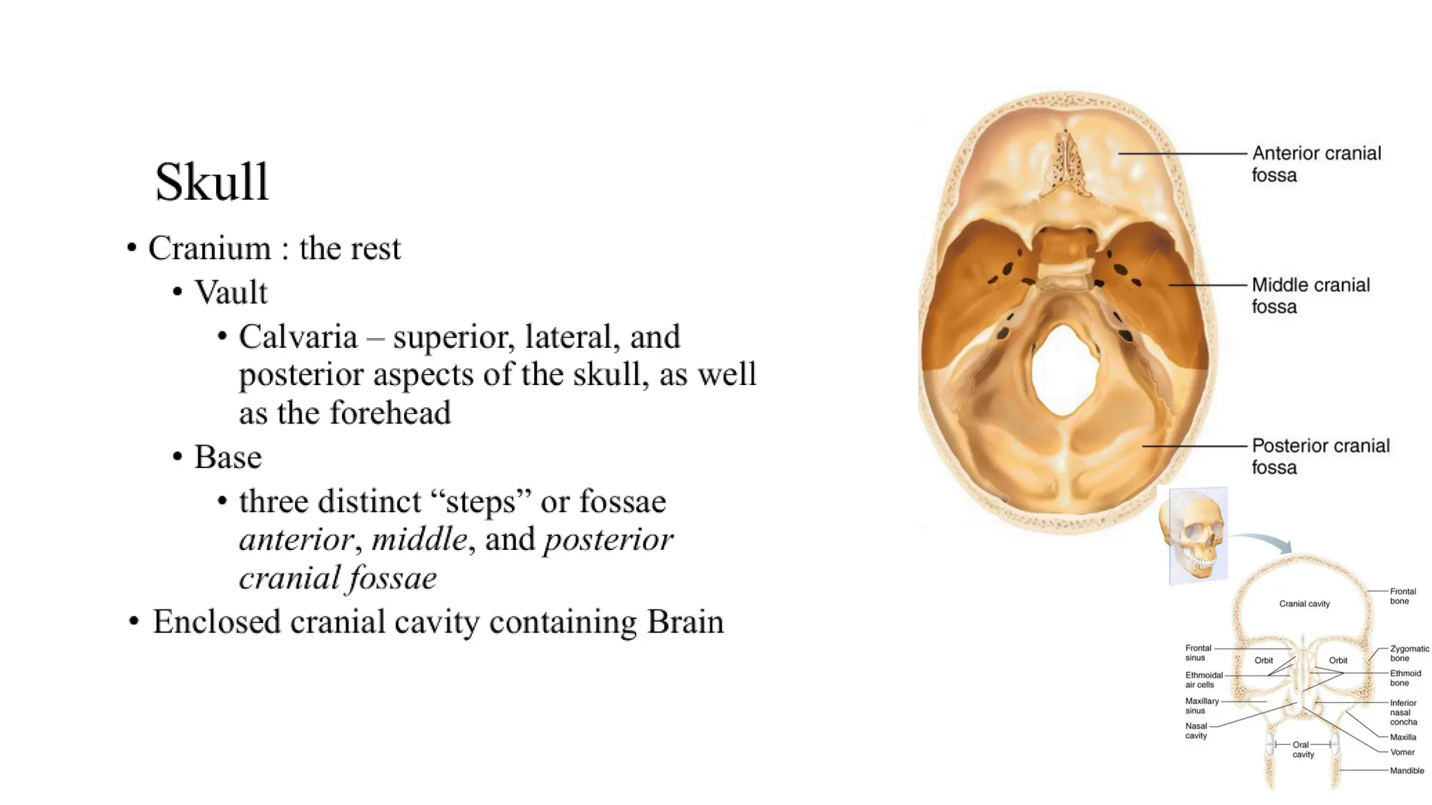 In depth presentation about the muscoskeletal system | PPT
