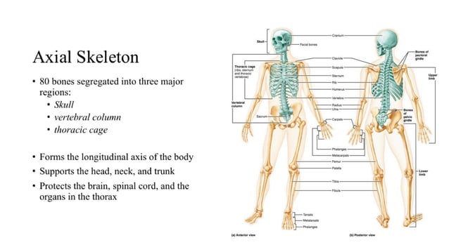 In depth presentation about the muscoskeletal system | PPT