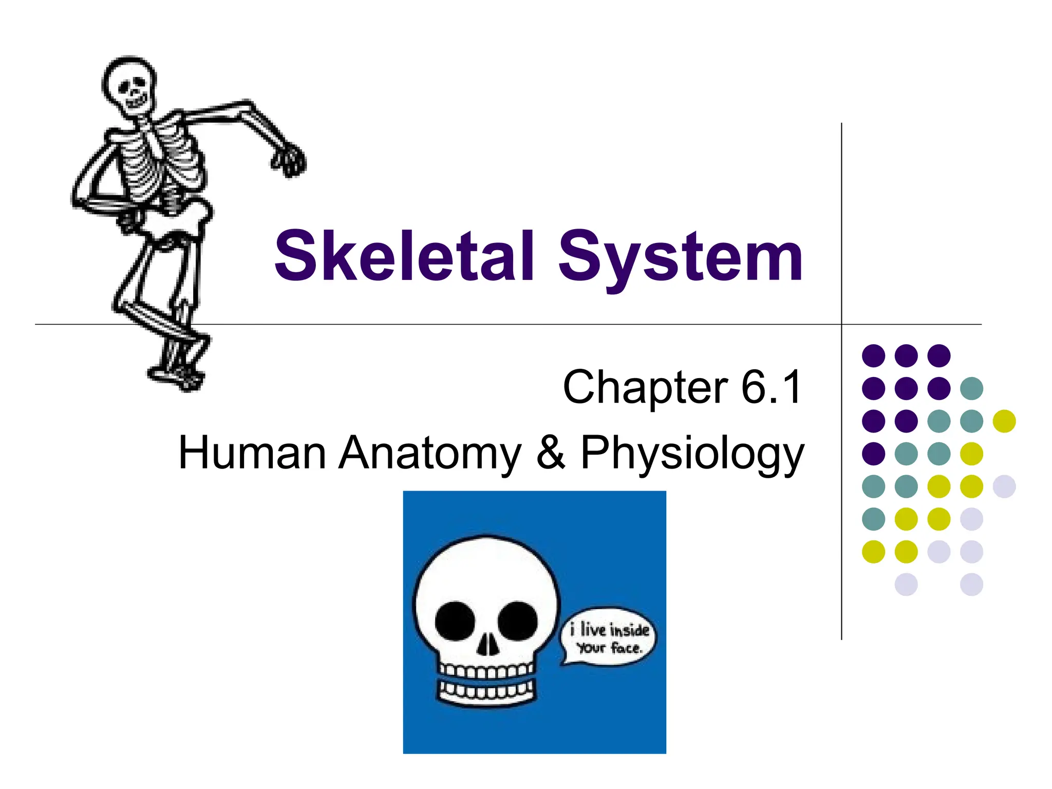 Skeletal System presentation for high school | PPTX