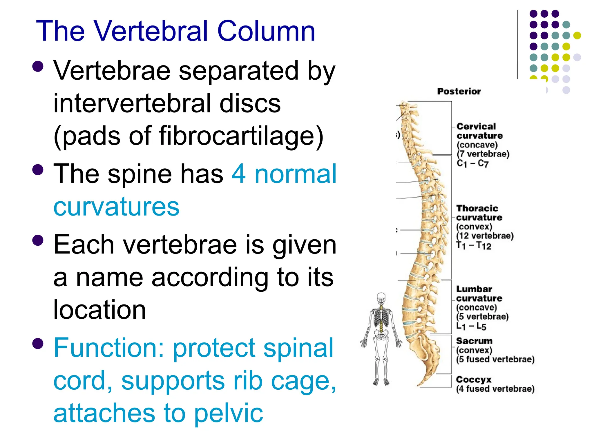 Skeletal System presentation for high school | PPTX