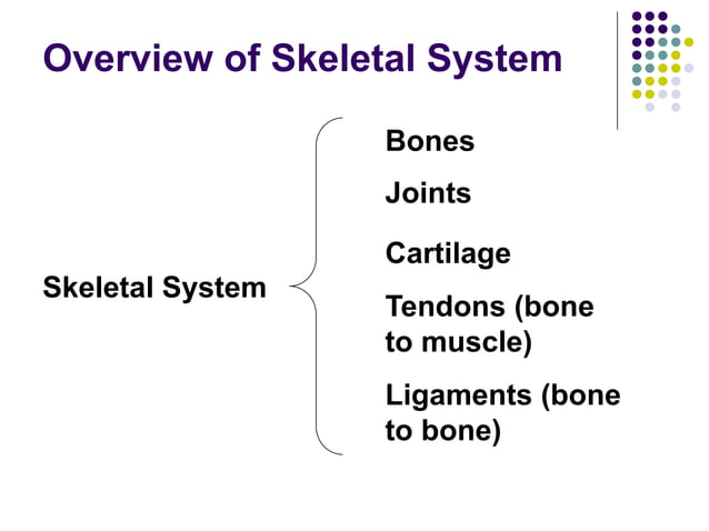 Skeletal System presentation for high school | PPTX