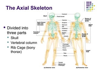 Skeletal System presentation for high school | PPTX