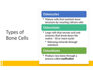 Skeletal System-Introduction, Basics, and disorders of Skeletal System ...