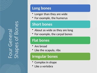 Skeletal System-Introduction, Basics, and disorders of Skeletal System ...