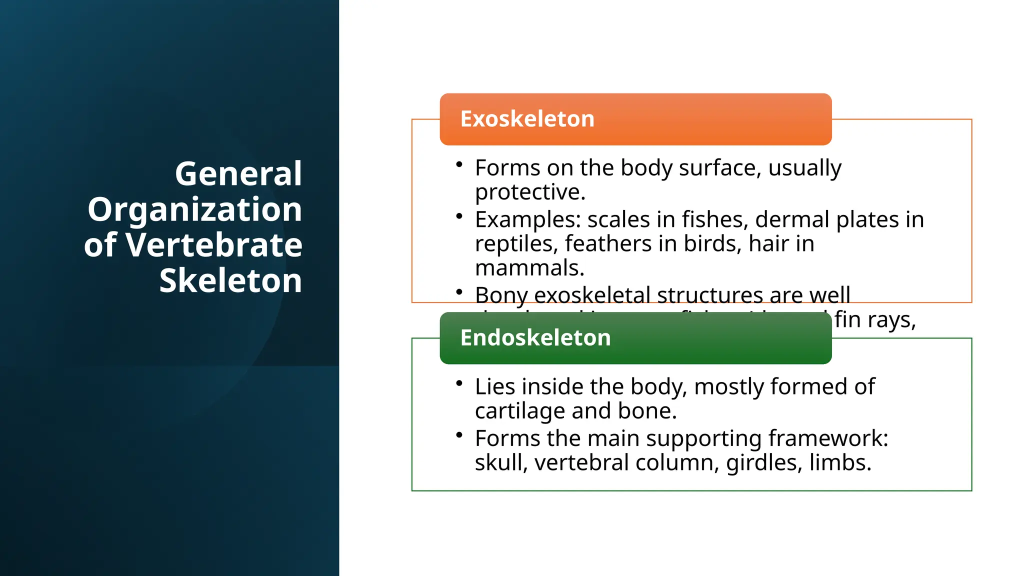 Comparative anatomy of Skeletal system.pptx
