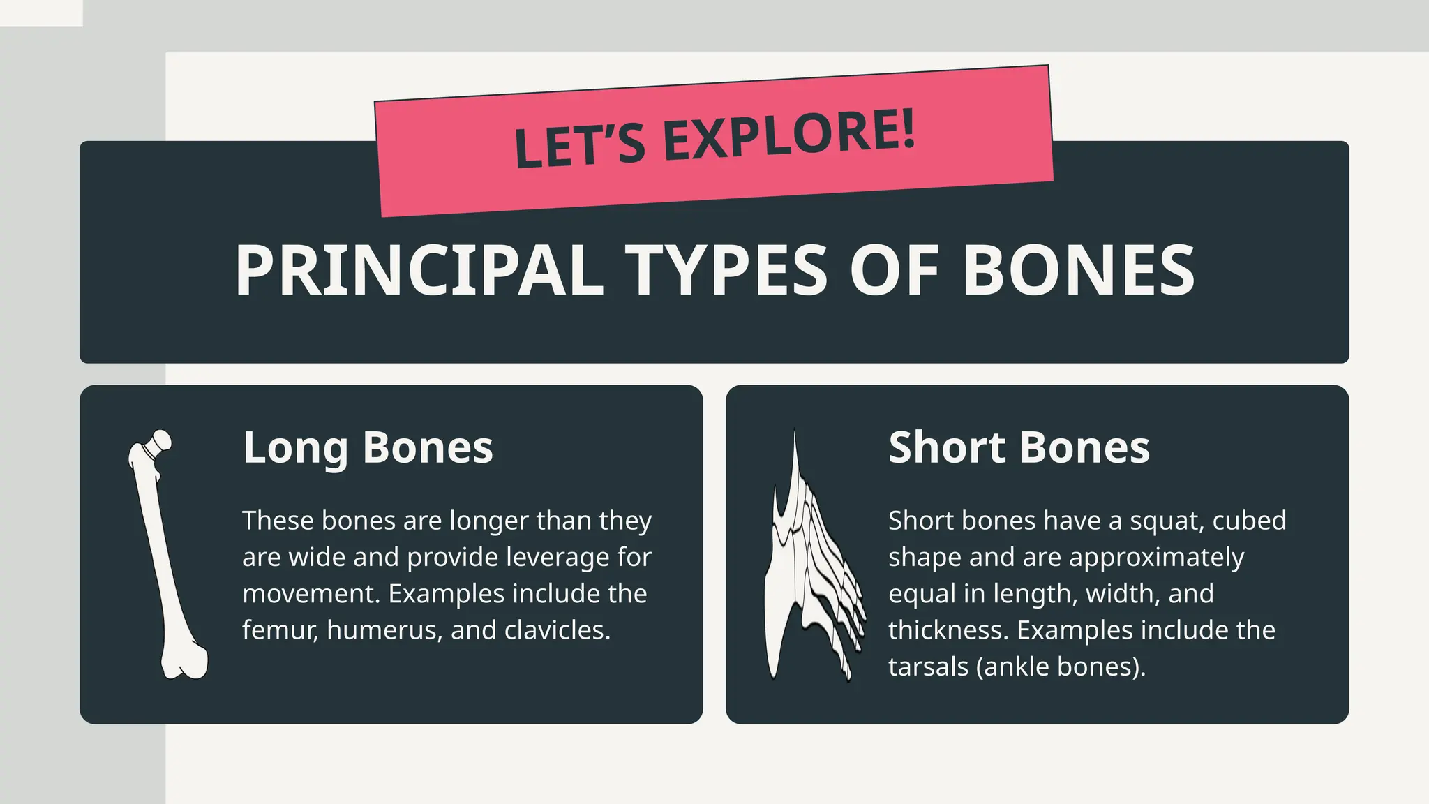 Skeletal system powerpoint presentation for grade four students and ...