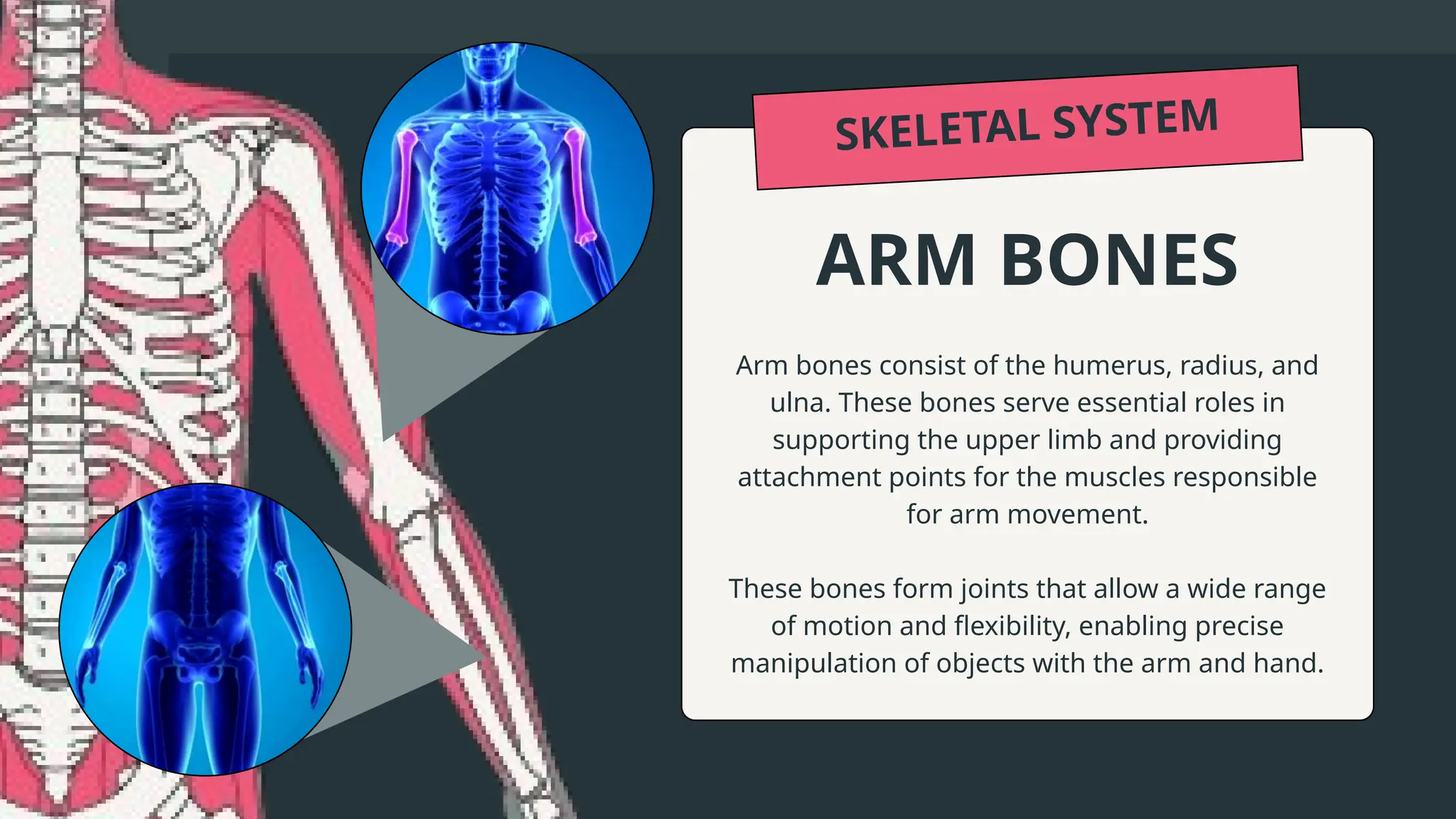 Skeletal system powerpoint presentation for grade four students and ...