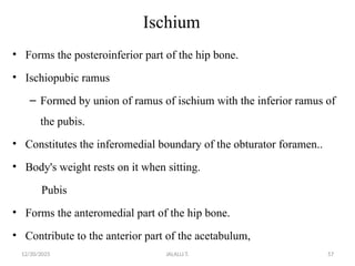 skeletal system introduction and what are the bones found in our body ...