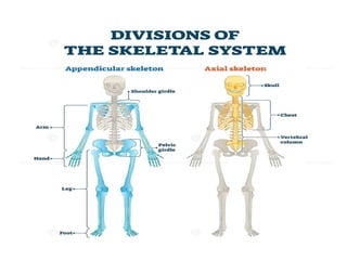 Skeletal system and comparative anatomy of vertebrates | PPTX