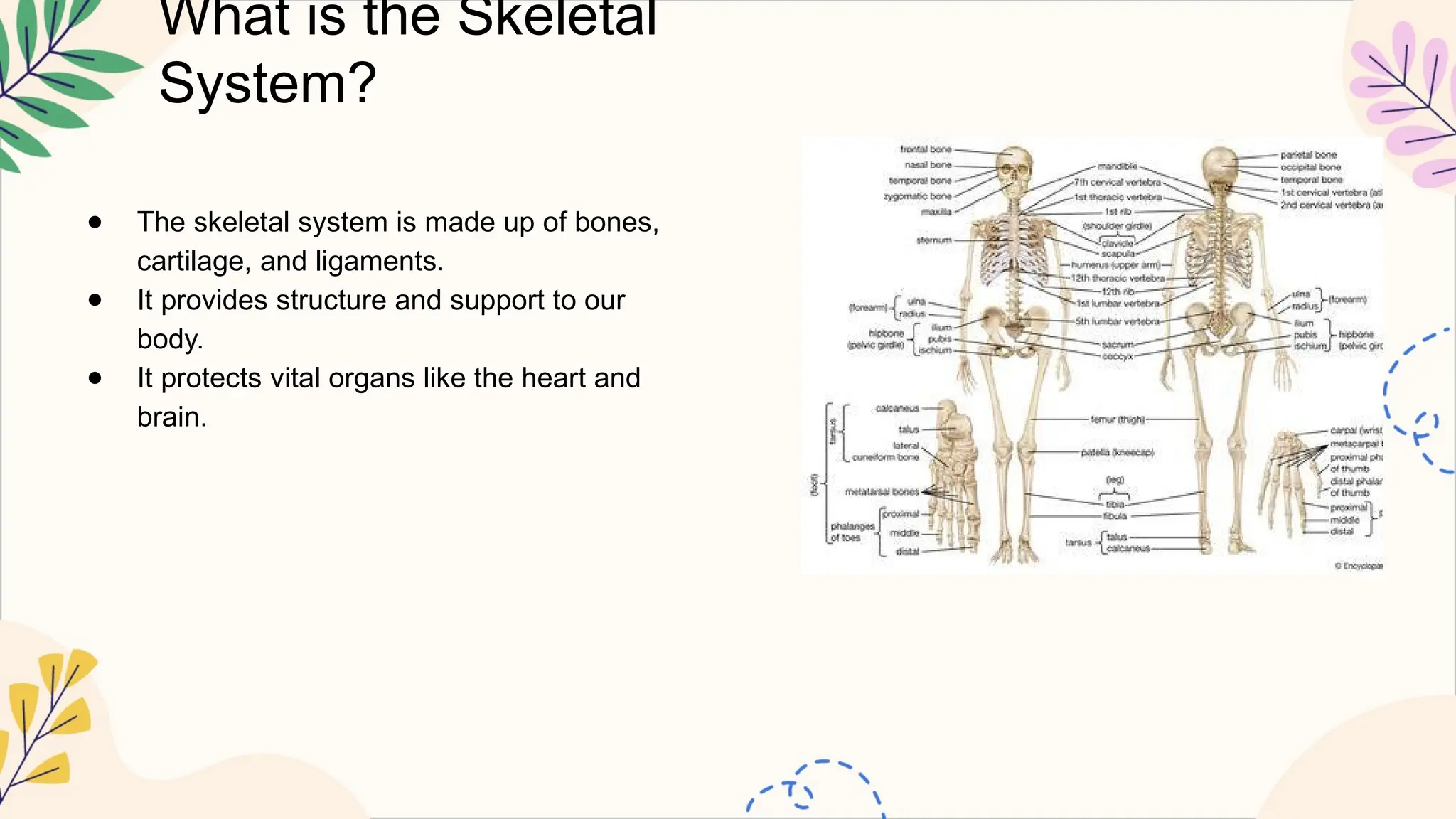 Skeletal System ---------- 6th grade.pptx