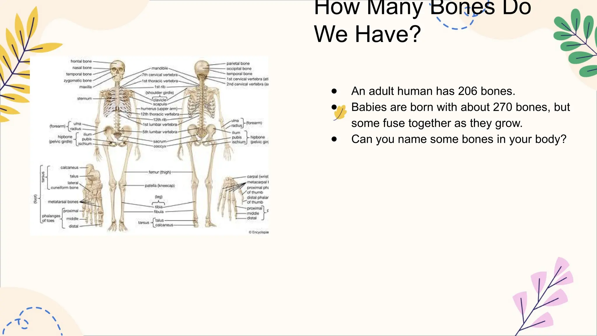 Skeletal System 6th Grade Pptx
