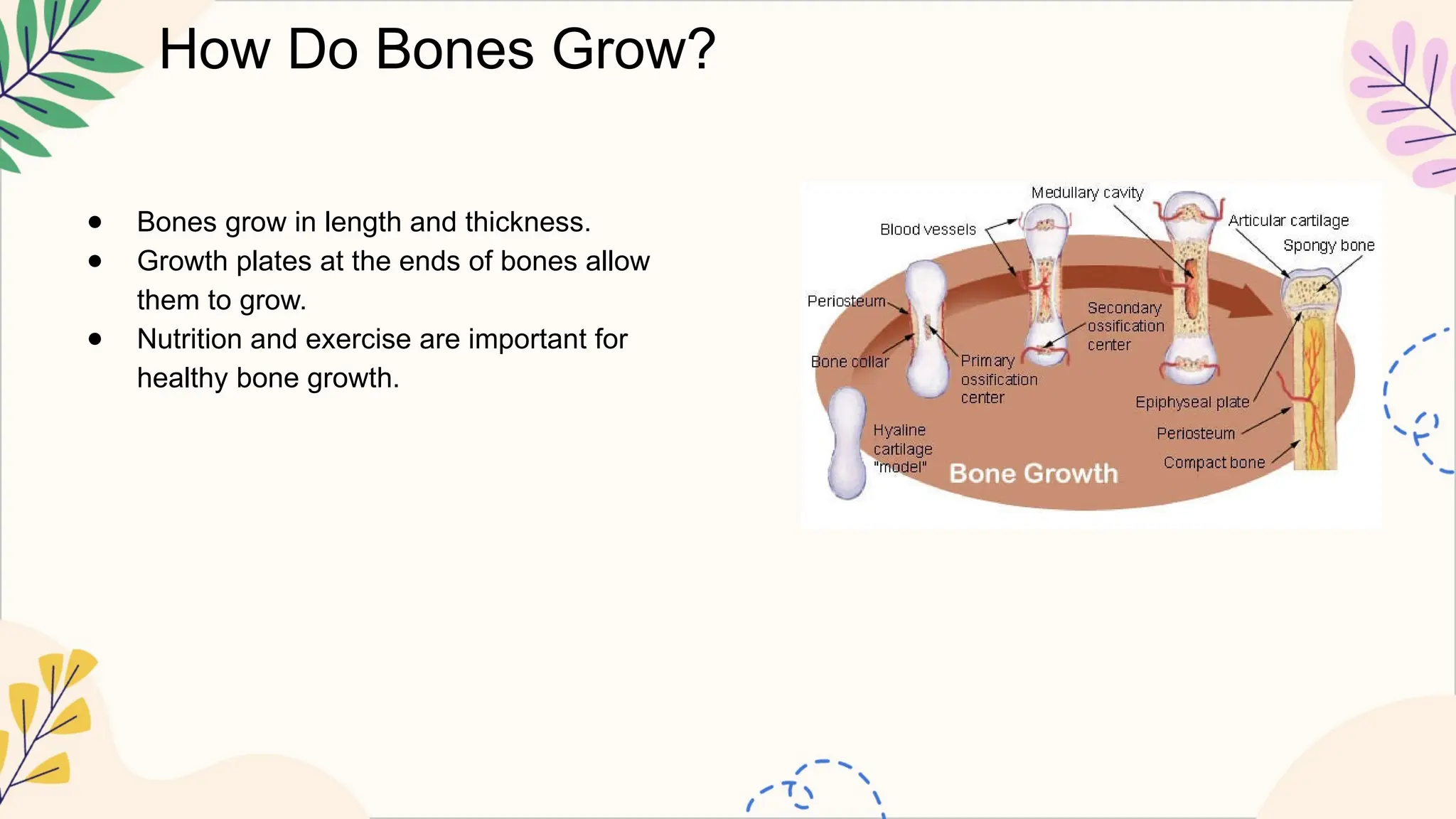 Skeletal System ---------- 6th grade.pptx