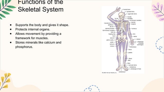 Skeletal System ---------- 6th grade.pptx | Death, Injury, or Military ...
